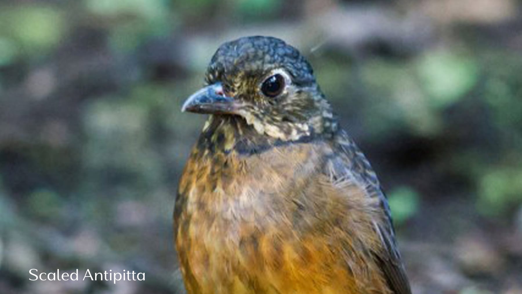 Ecuador holiday | 10 day birding Ecuador | Aves Travels Birding Holidays